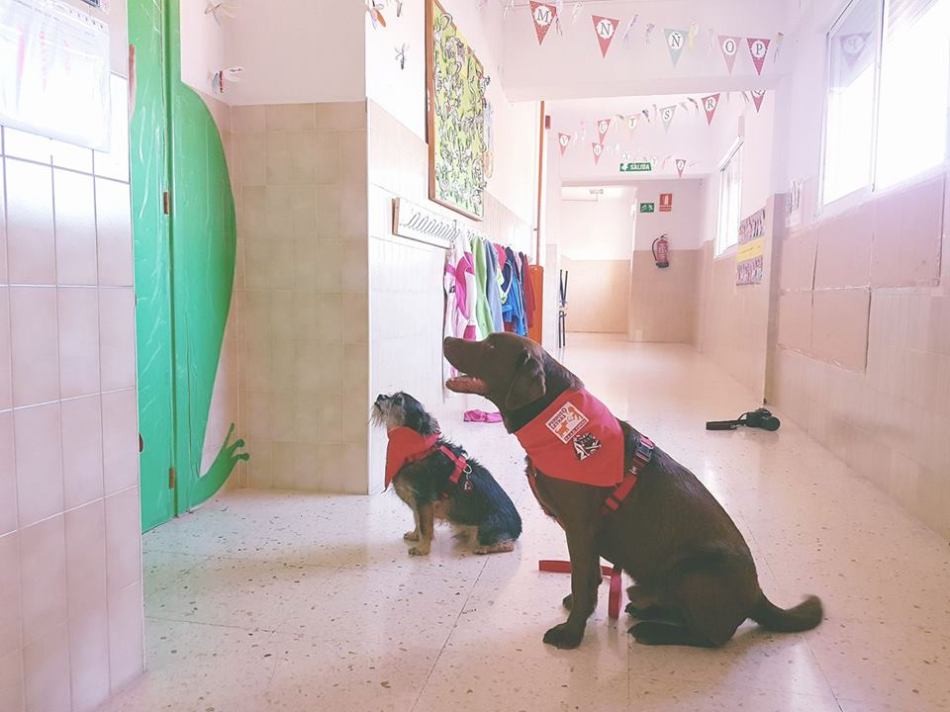 Perros en las aulas… como terapia escolar.